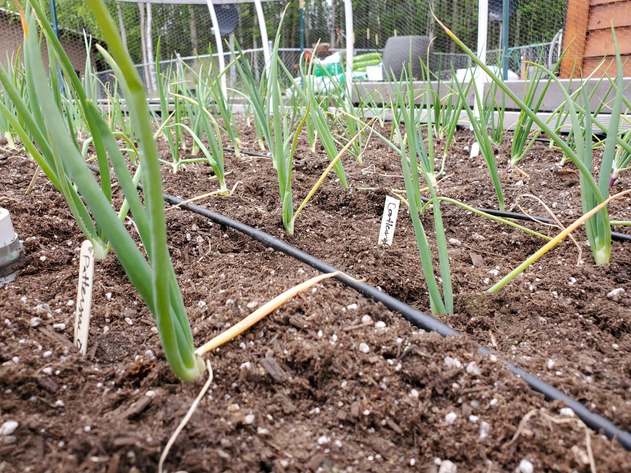 Growing Onions In Cold Climates & The Subarctic