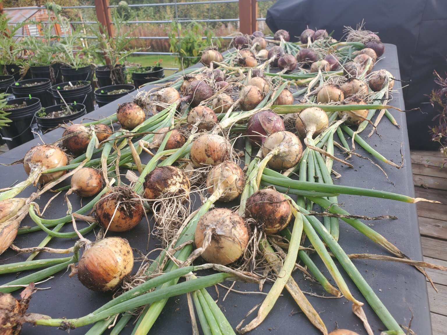 Growing Onions In Cold Climates & The Subarctic
