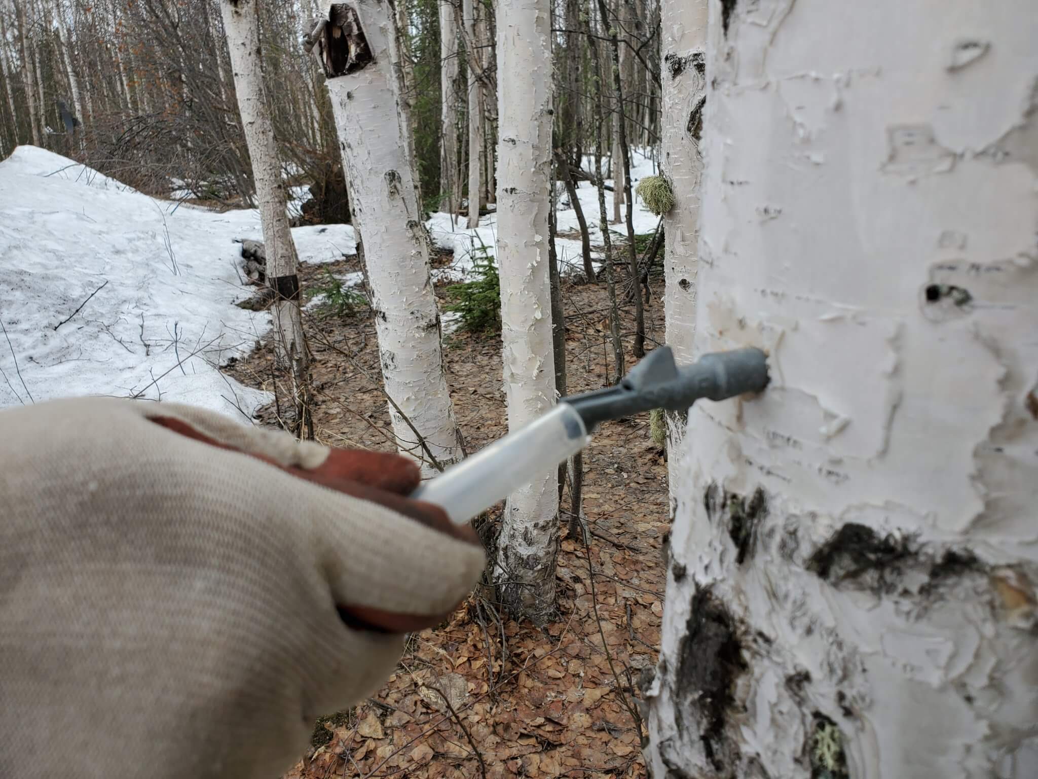 Birch Syrup Harvesting Within Interior Alaska