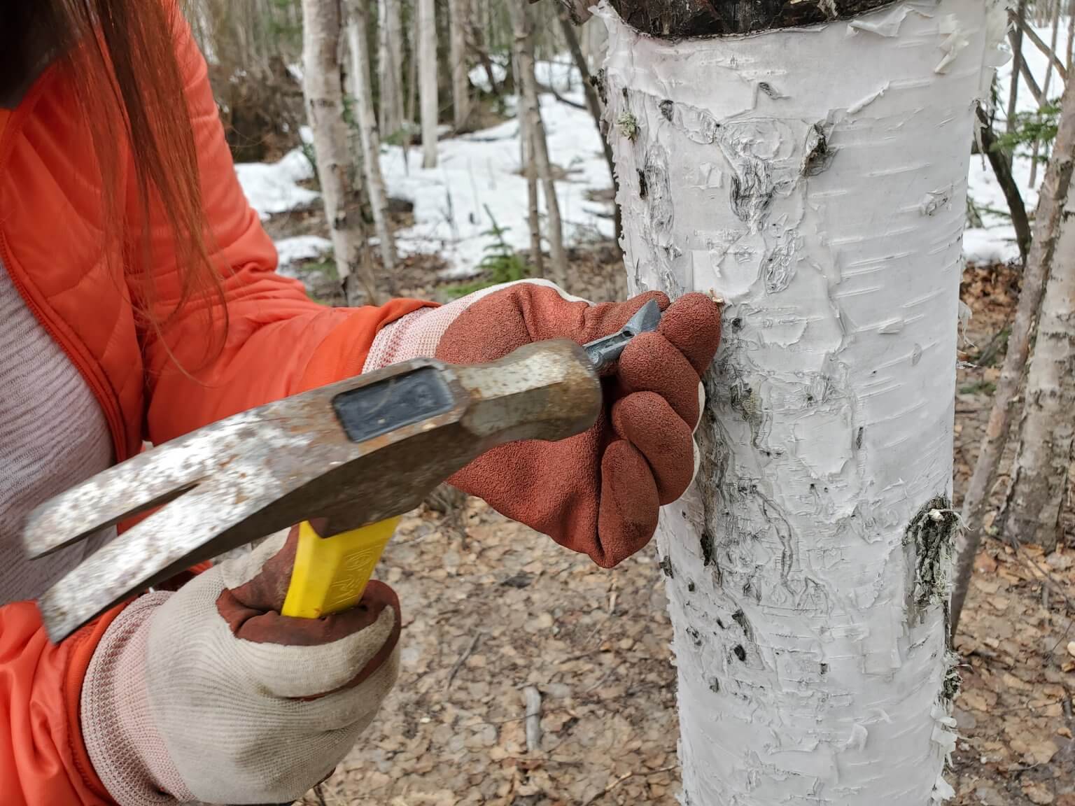 Birch Syrup Harvesting Within Interior Alaska