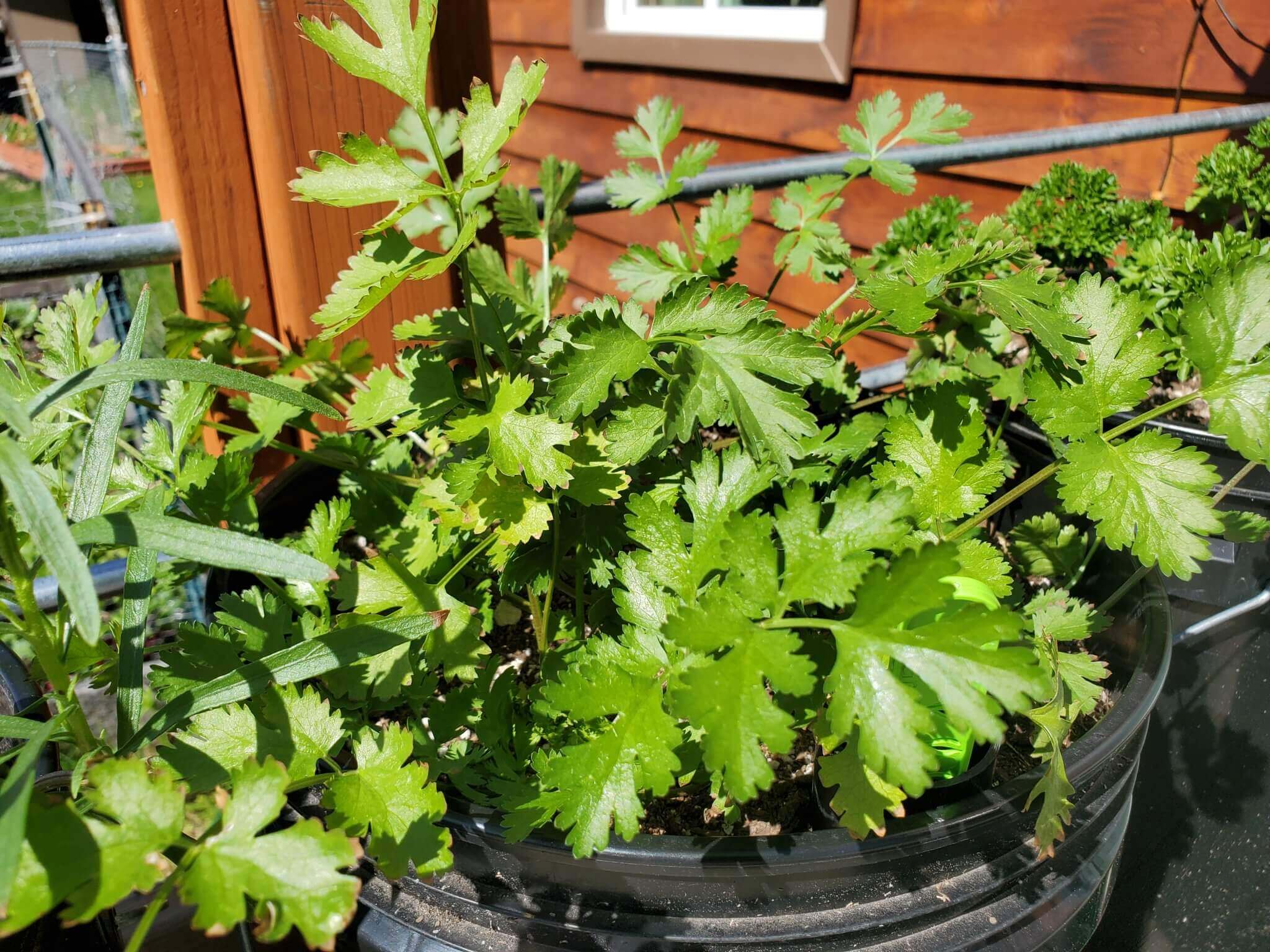 Growing Cilantro & Coriander In Cold Climates & The Subarctic