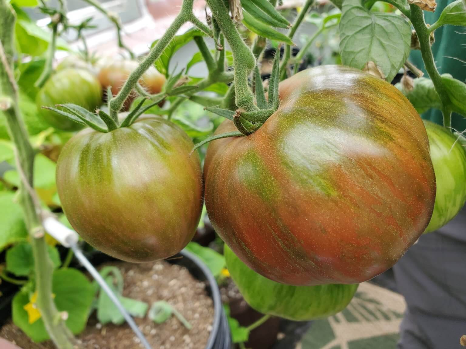 Growing Tomatoes In Cold Climates & The Subarctic
