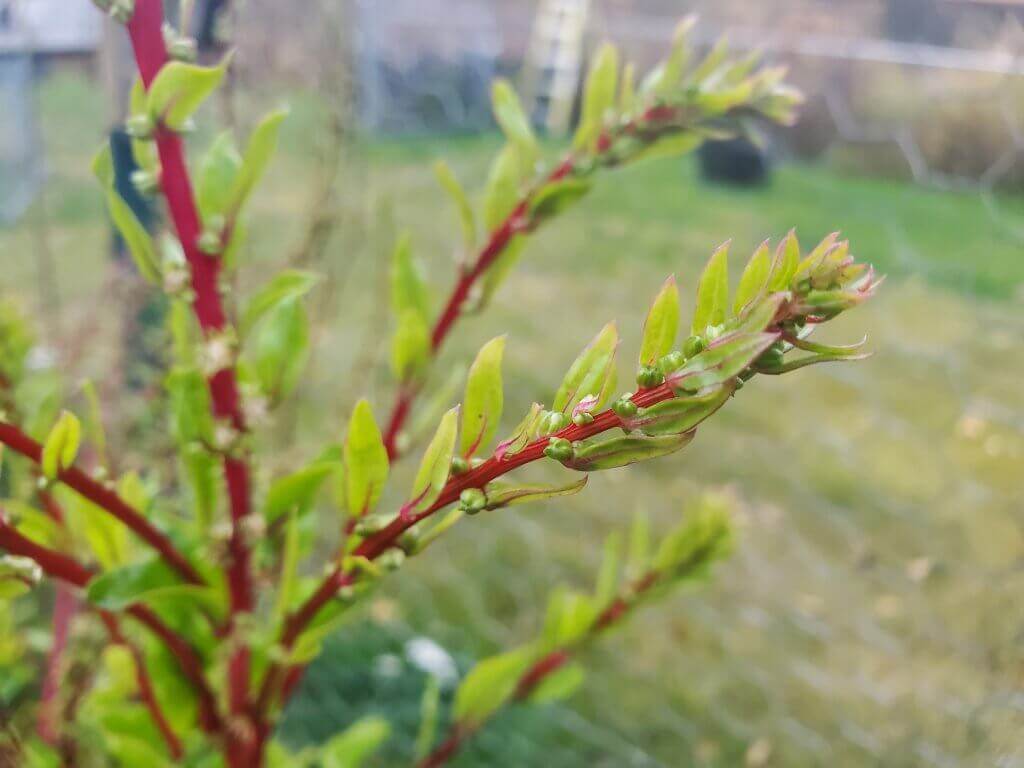 Some Plants Flower Early In The Midnight Sun