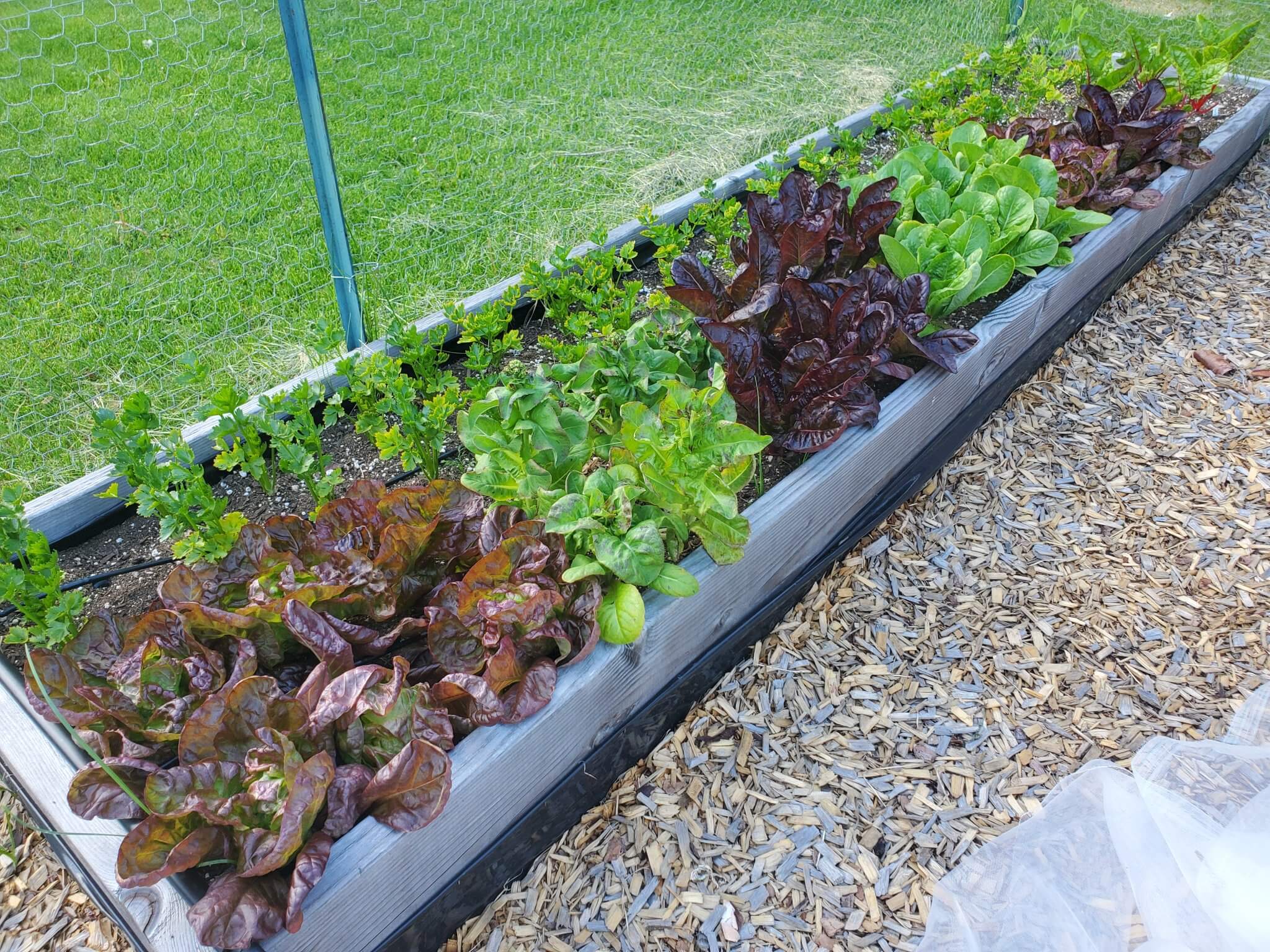 How We Use Square Foot Gardening And Intensive Planting