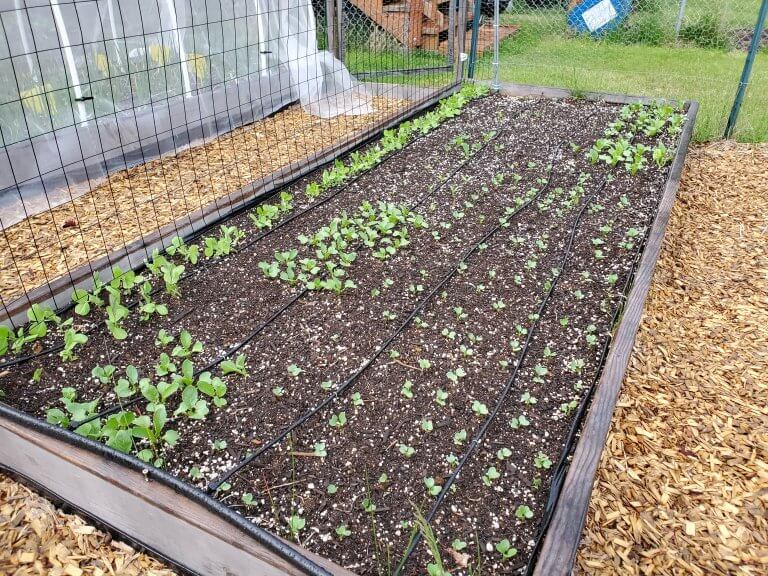 How We Use Square Foot Gardening And Intensive Planting