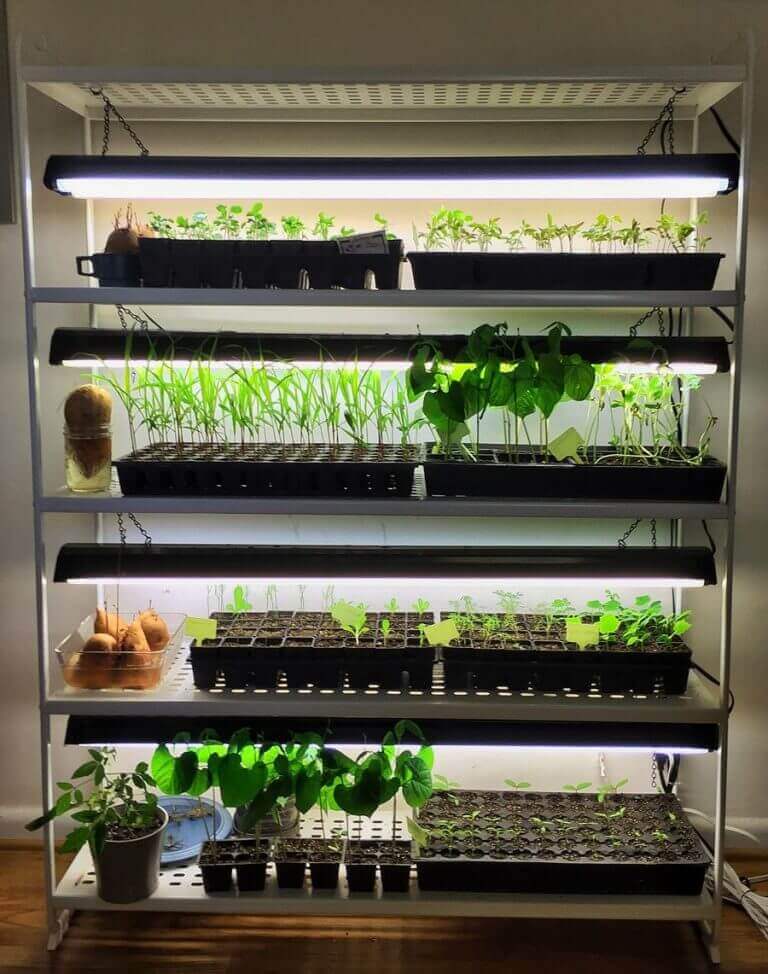 Growing Your Own Vegetable Garden Starts Indoors In Cold Climates