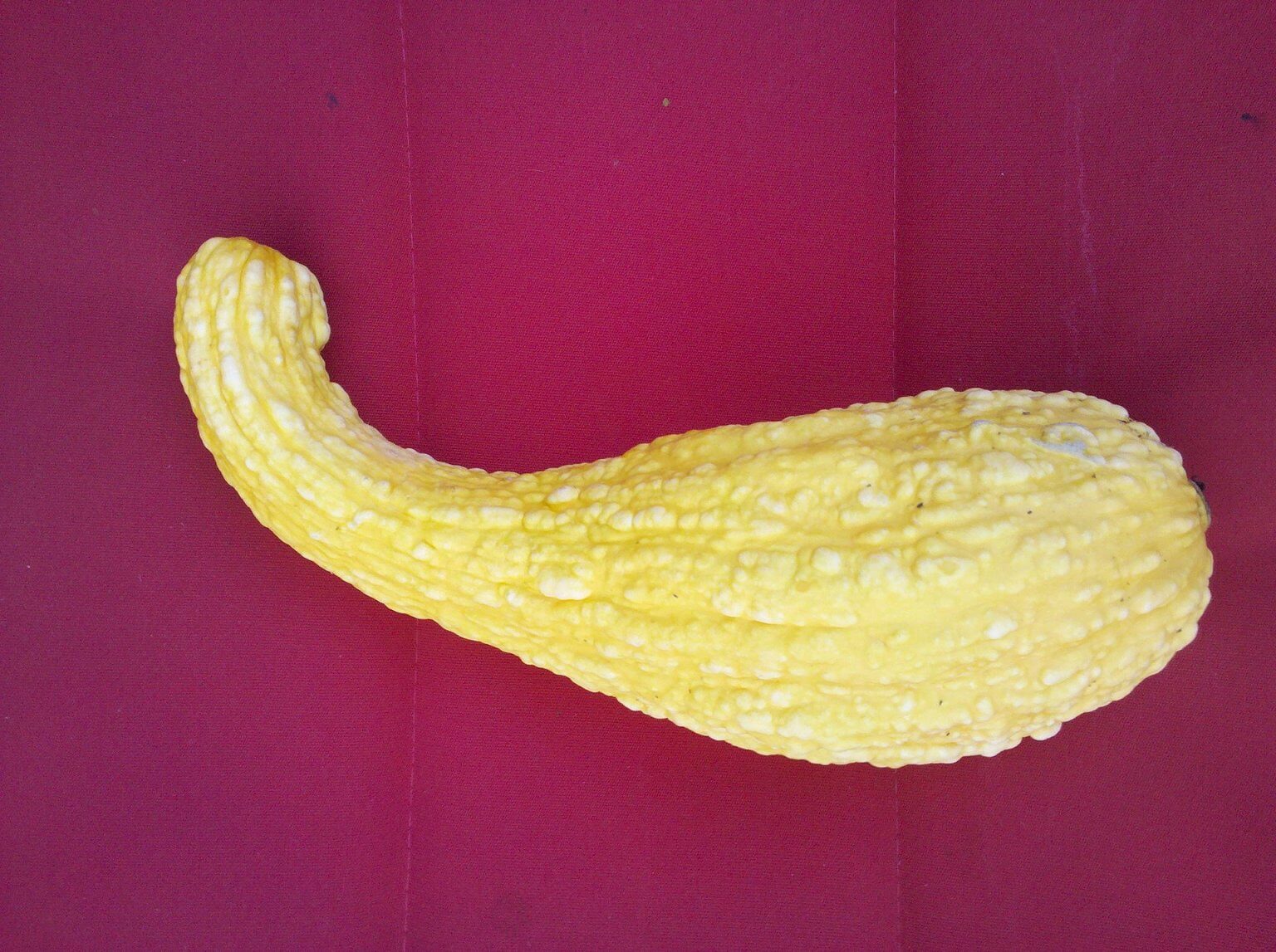 Growing Squash In Cold Climates & The Subarctic