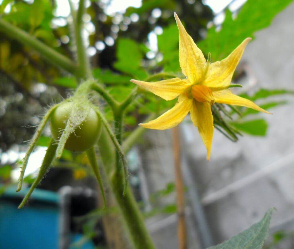 Growing Tomatoes In Cold Climates & The Subarctic