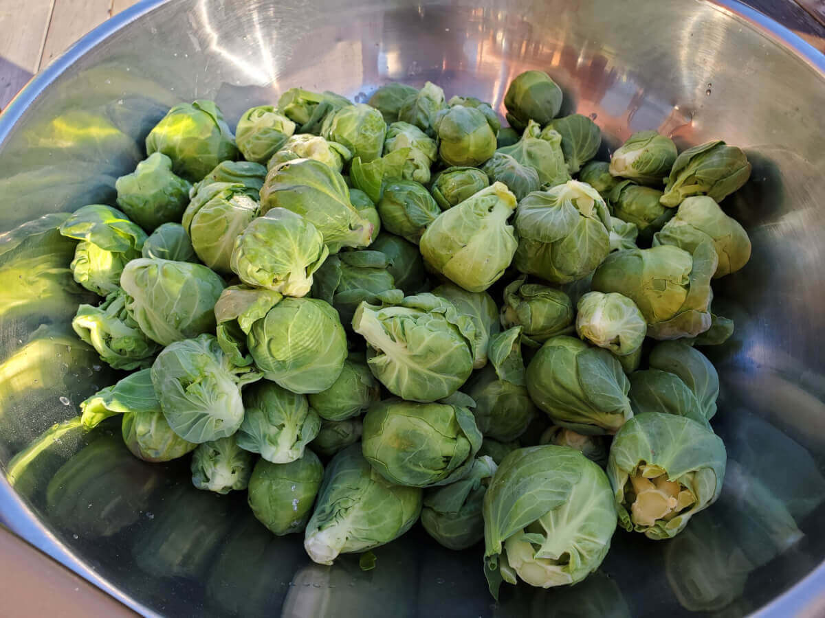 Growing Brussels Sprouts In Cold Climates & The Subarctic