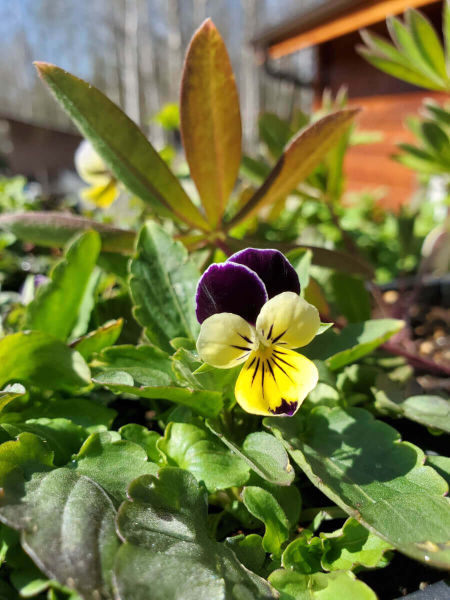 johnny_jump_up_flower
