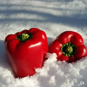Demystifying Cold Hardy, Frost Tolerant, Frost Sensitive and Warm ...