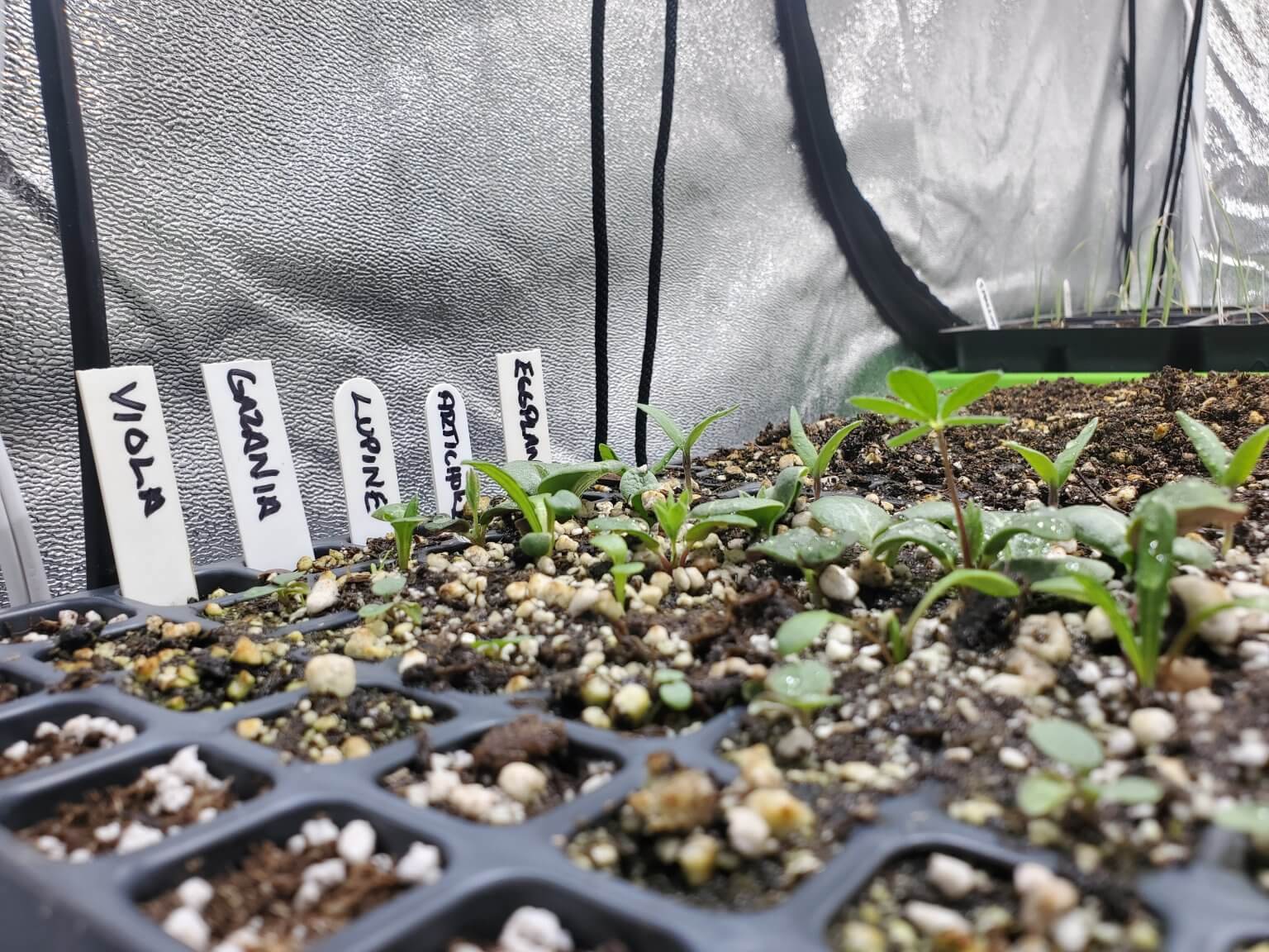 Inside Our Subarctic Indoor Seed Germination Techniques