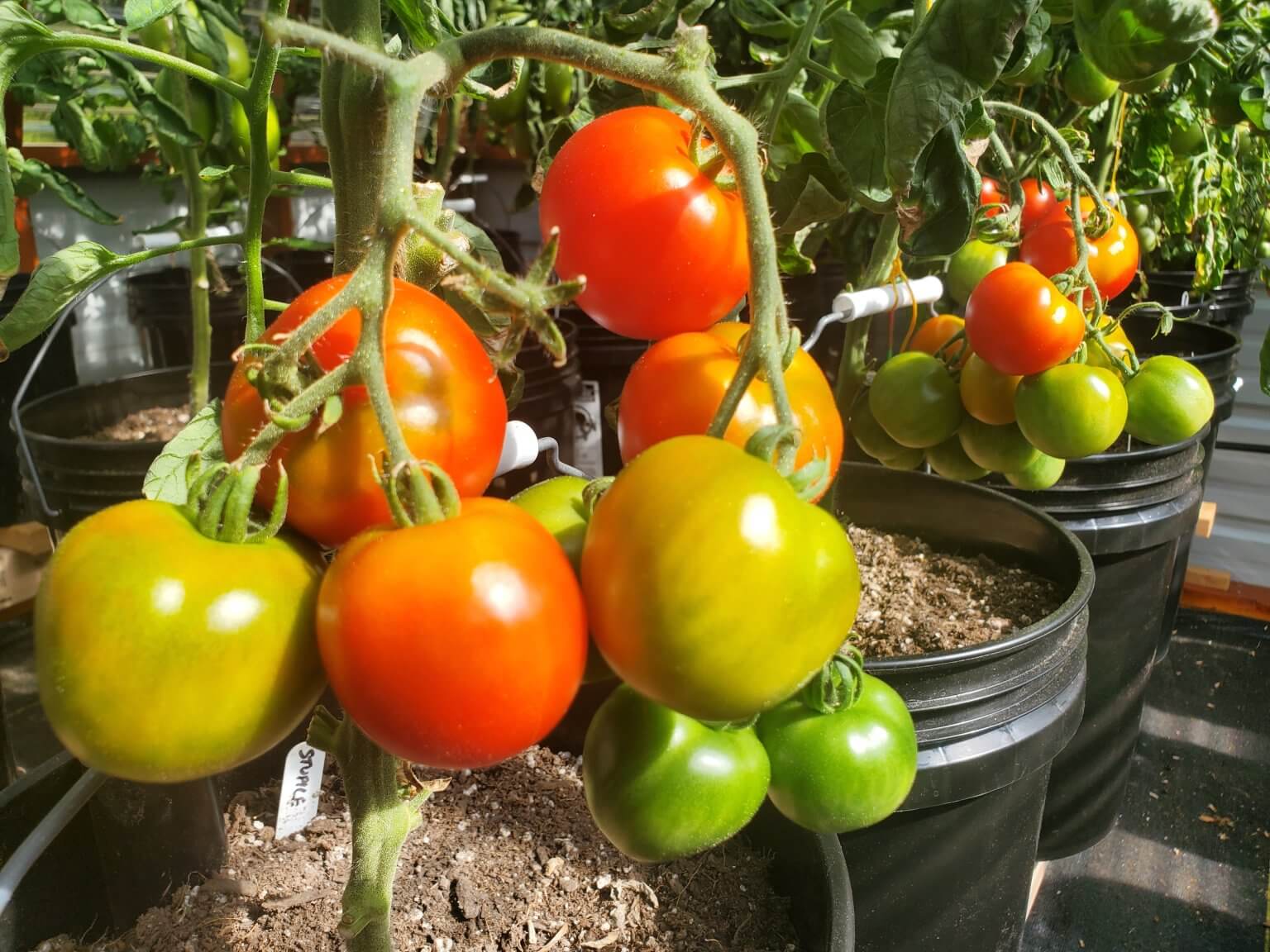 Growing Tomatoes In Cold Climates & The Subarctic