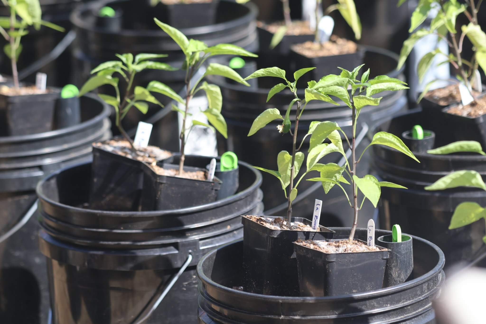 The Importance Of Air Temperature vs. Soil Temperature In Cold Climate ...
