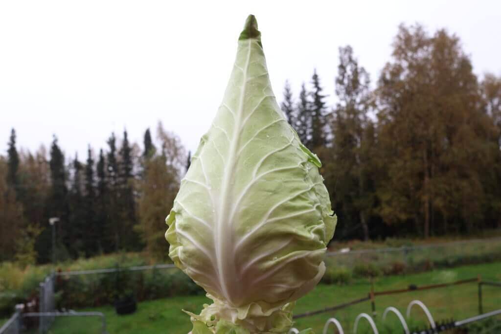 Filderkraut Cabbage: The Most Interesting Cabbage We’ve Grown!
