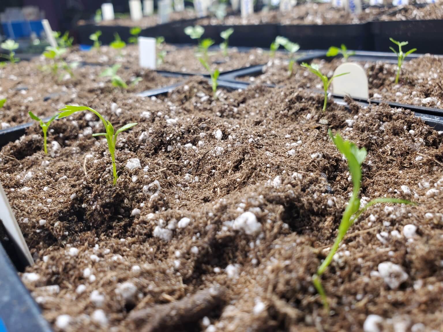 Growing Celery In Cold Climates & The Subarctic