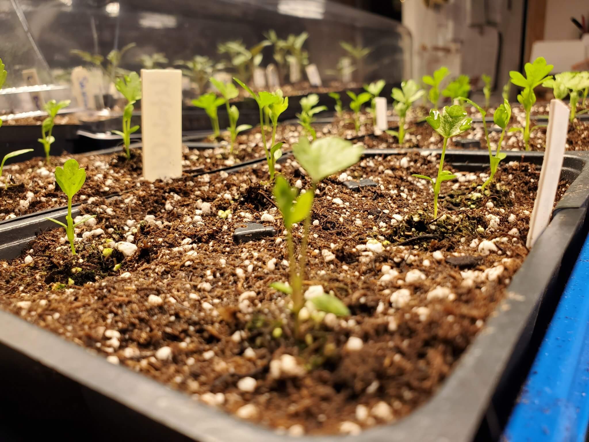 Growing Celery In Cold Climates & The Subarctic