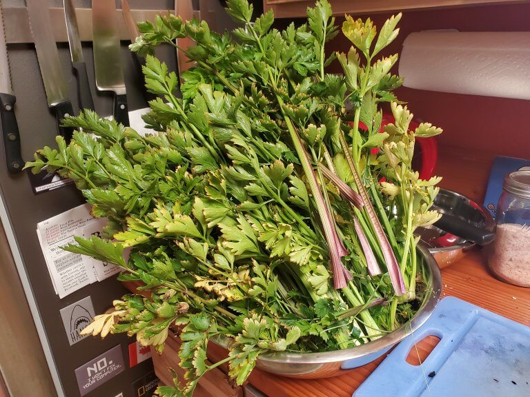 Growing Celery In Cold Climates & The Subarctic