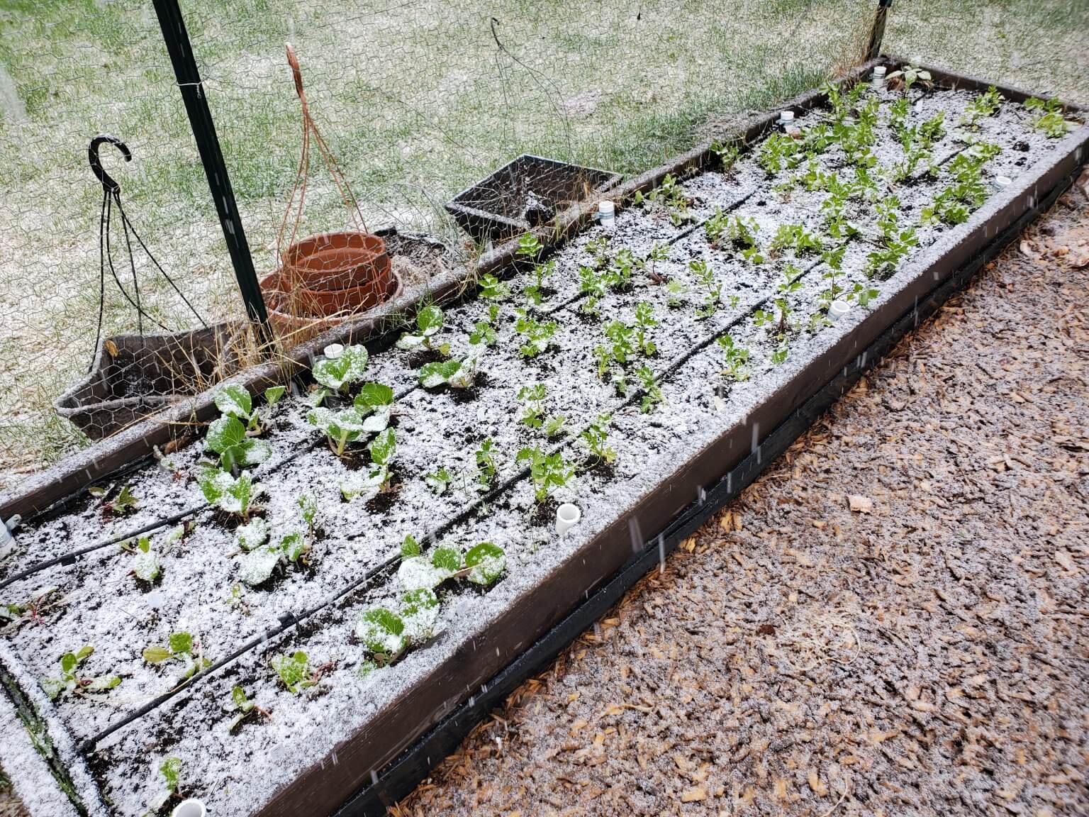 Growing Celery In Cold Climates & The Subarctic