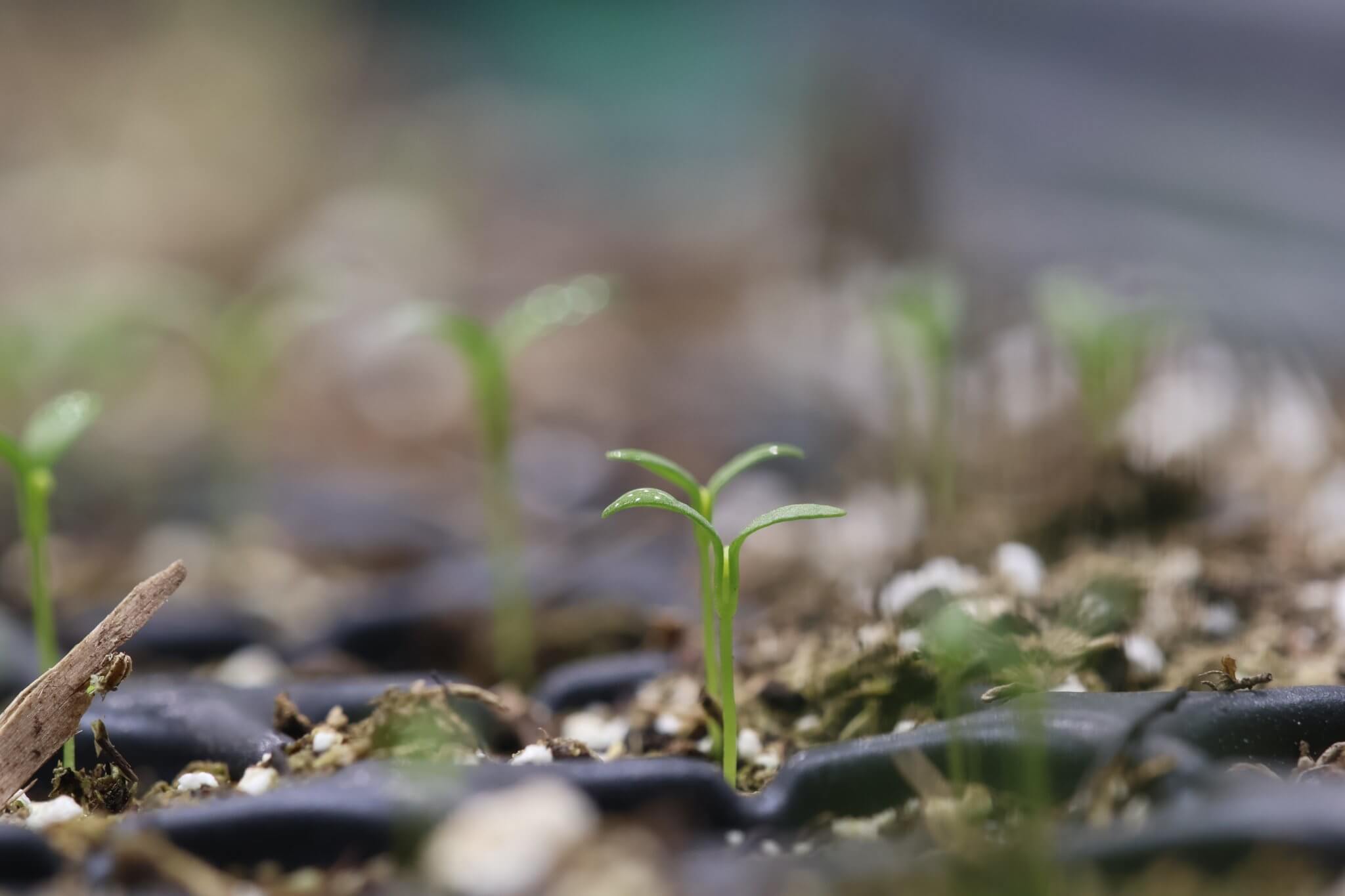 Growing Celery In Cold Climates & The Subarctic