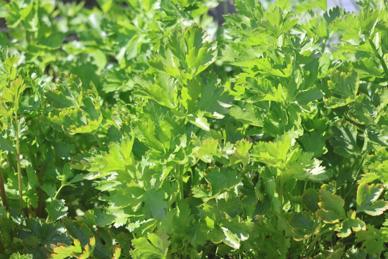 Growing Celery In Cold Climates & The Subarctic