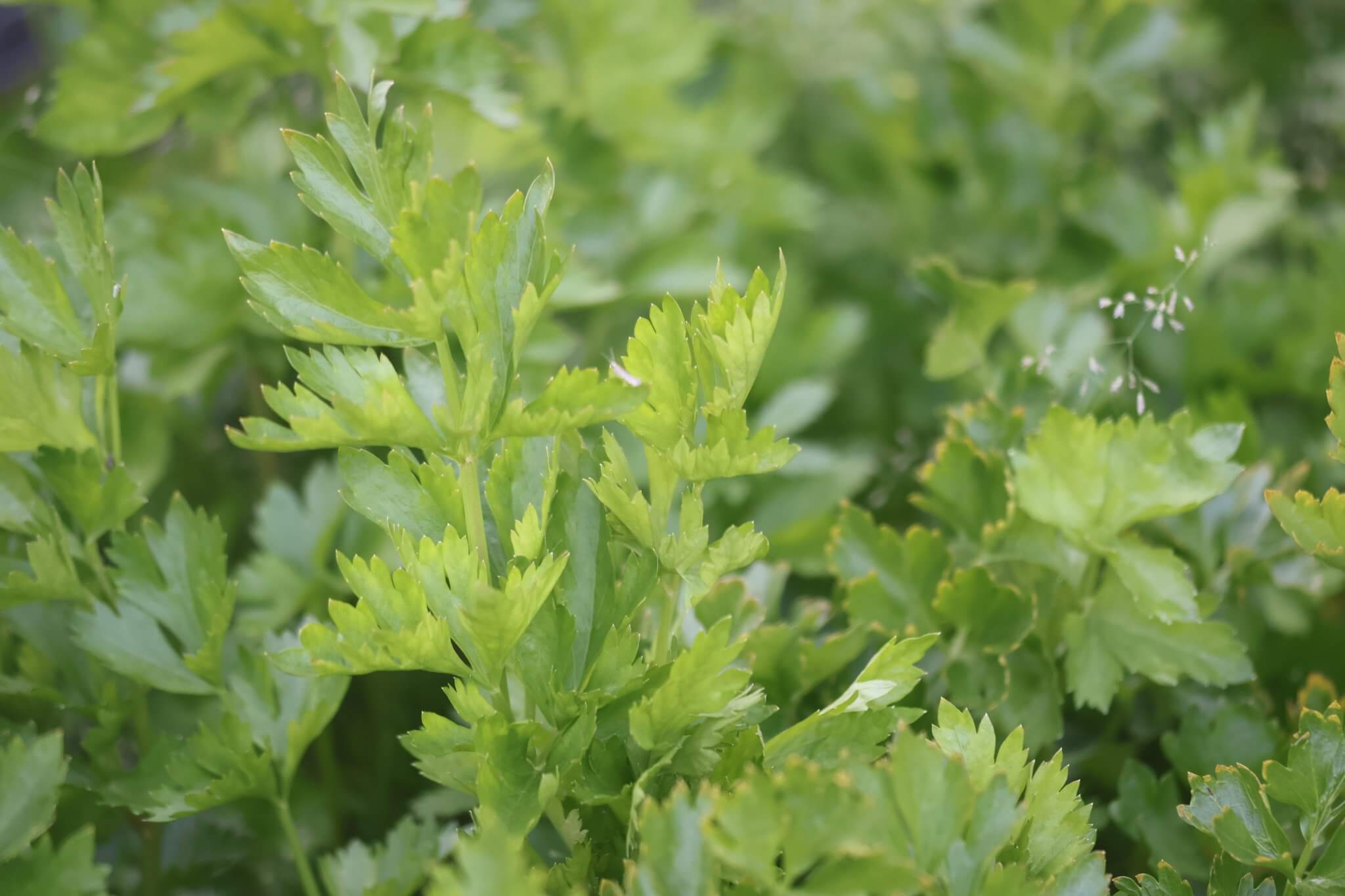 Growing Celery In Cold Climates & The Subarctic