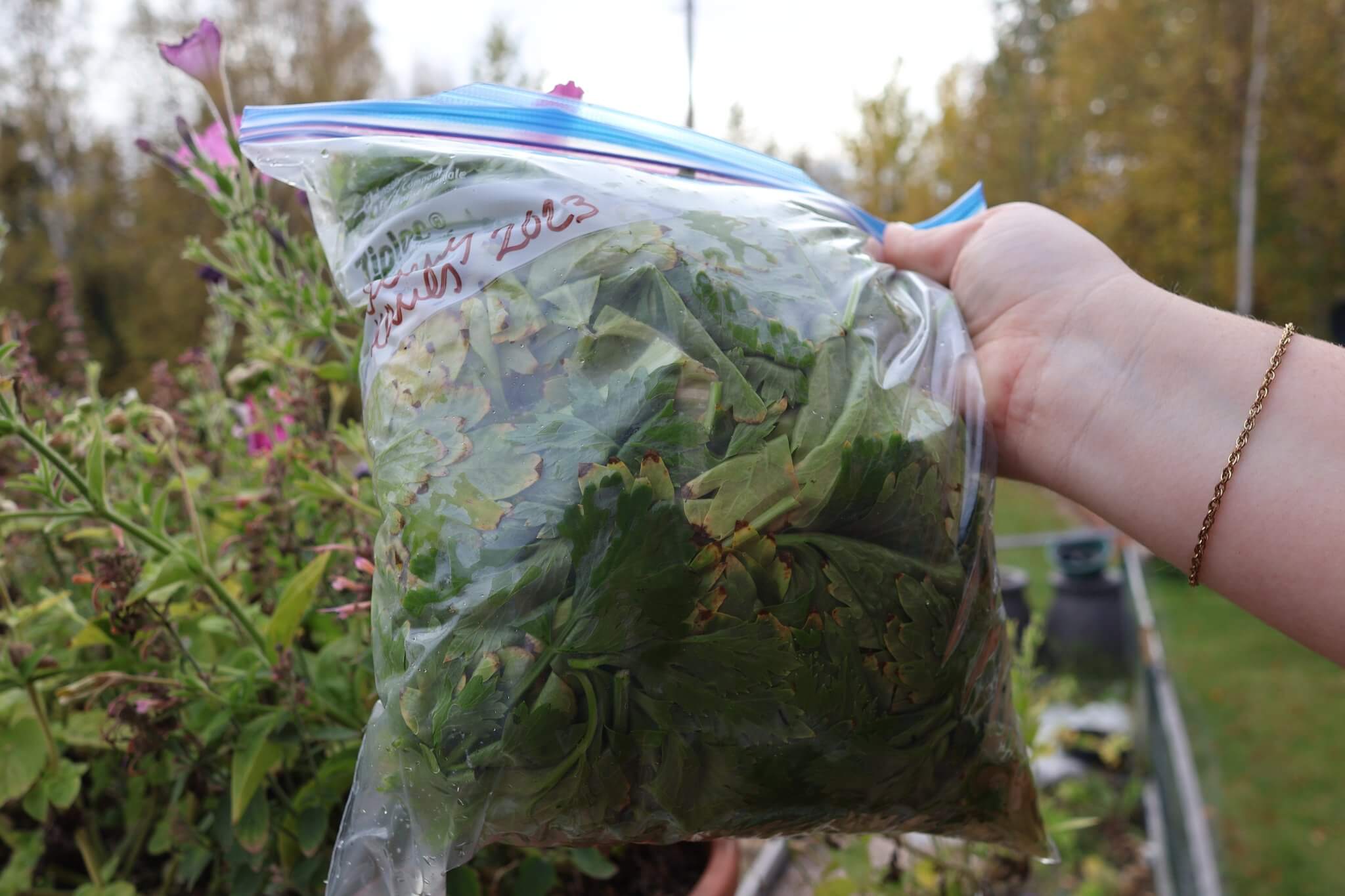 Growing Celery In Cold Climates & The Subarctic