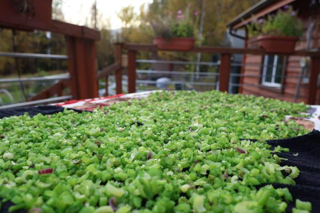 Growing Celery In Cold Climates & The Subarctic