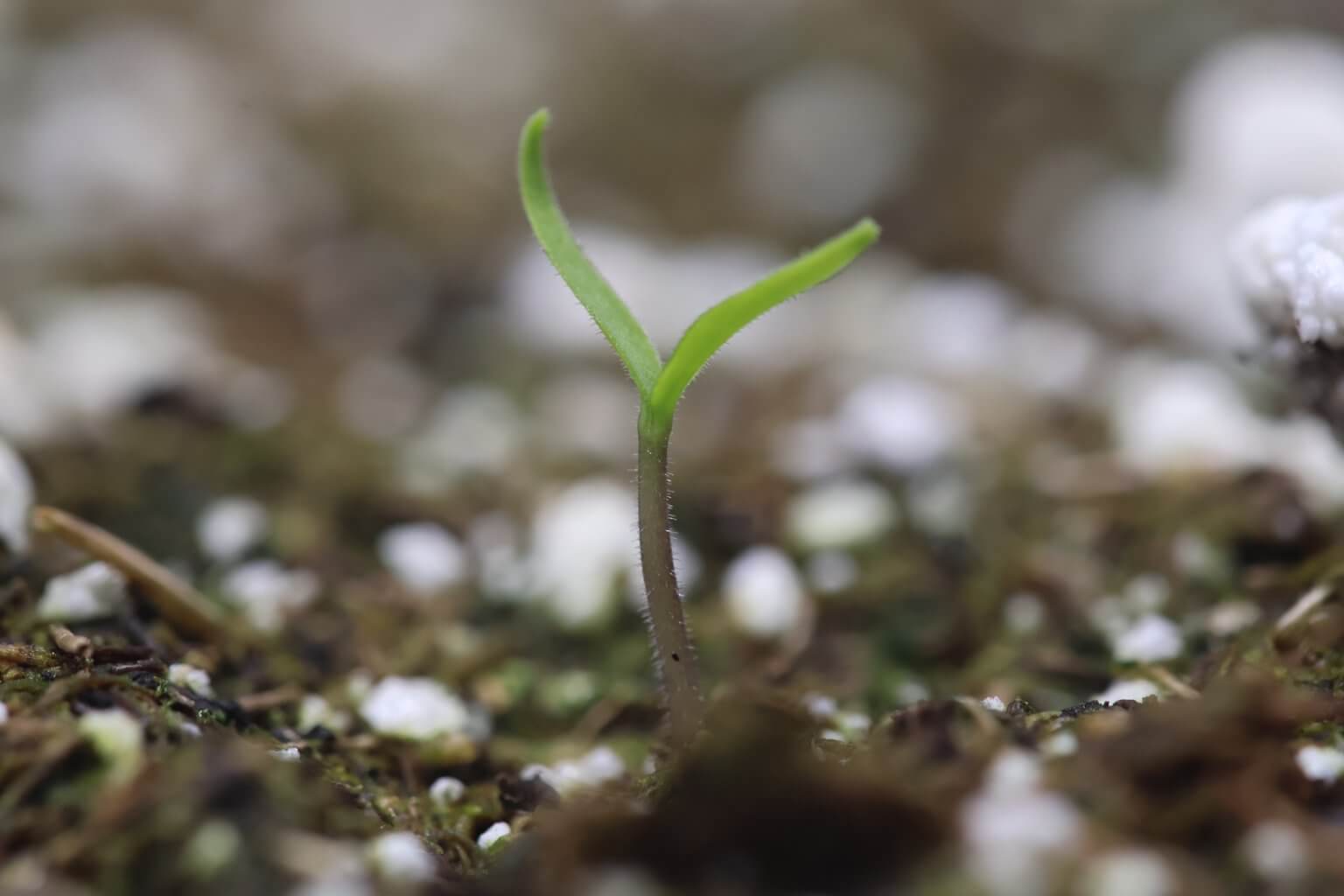 A Deeper Dive Into What “First True Leaves” Actually Means