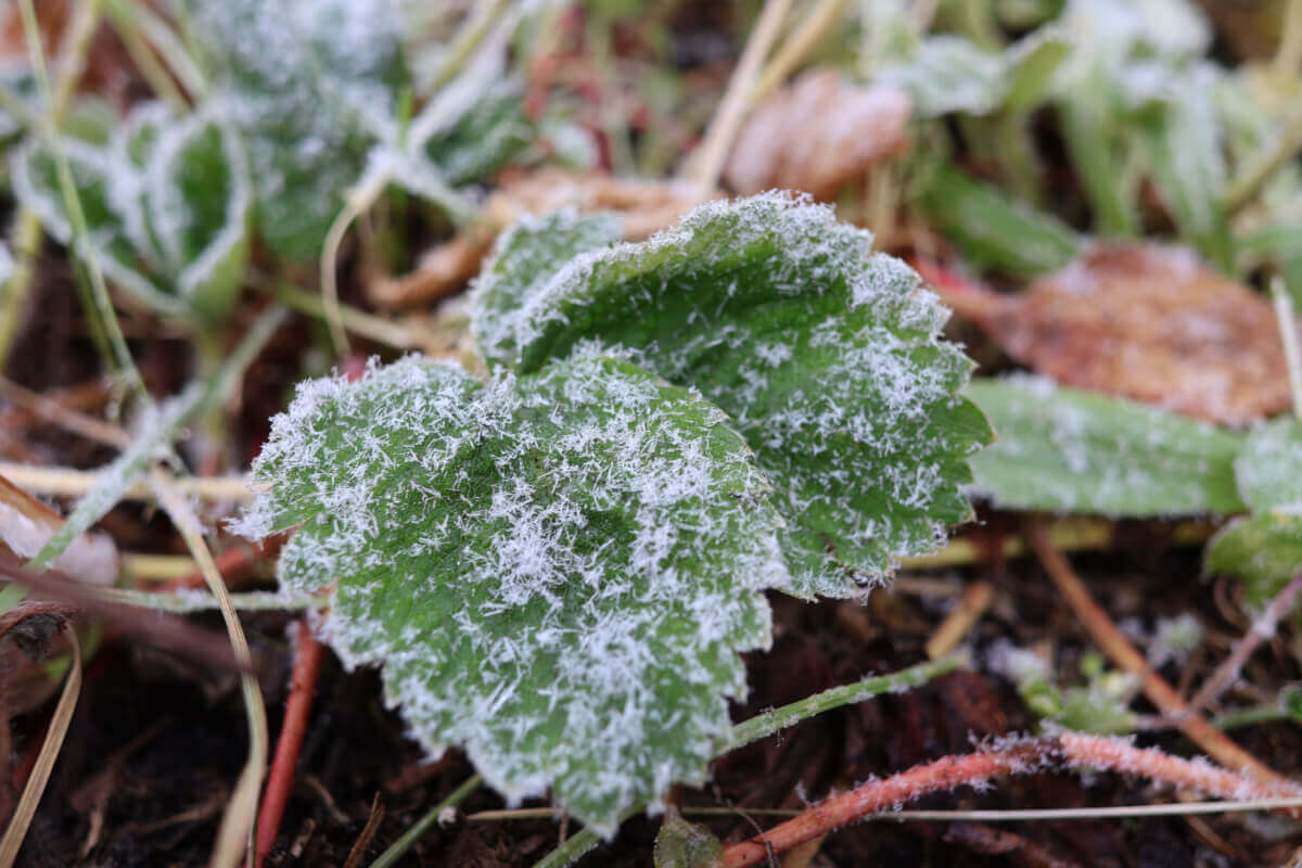 What Does Hard Frost Look Like?