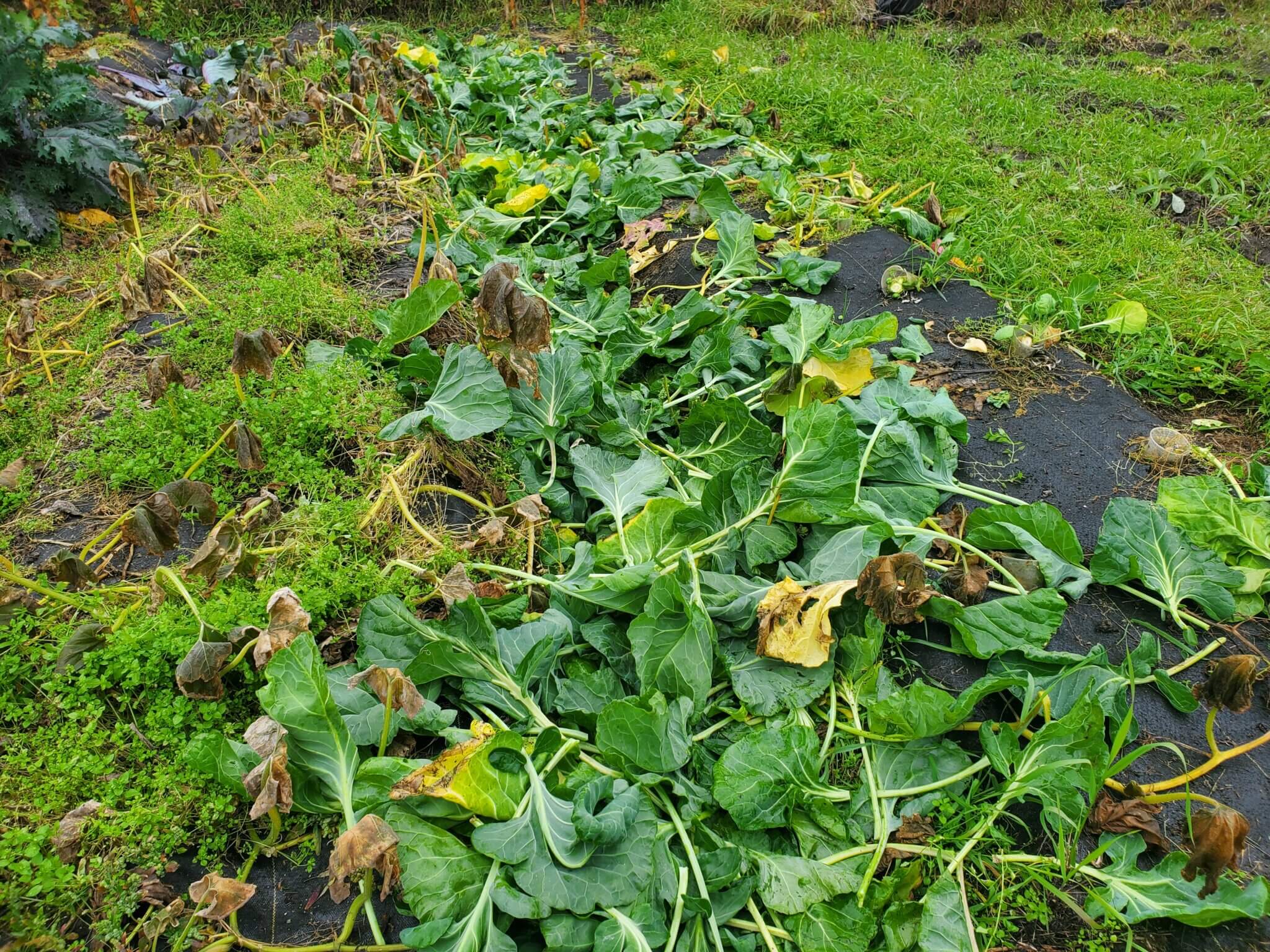 Lazy Gardening 101: The Chop & Drop Composting Method