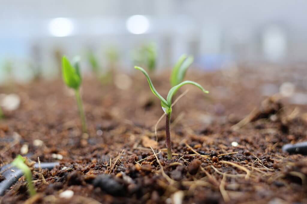 Sneak Peek: How We Grow Thousands Of Garden Starts From Seed Indoors