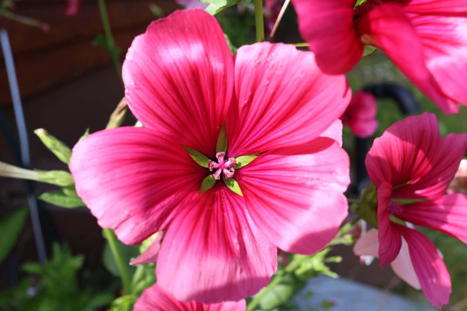 Flower Friday: Growing Mallow In Subarctic Climates