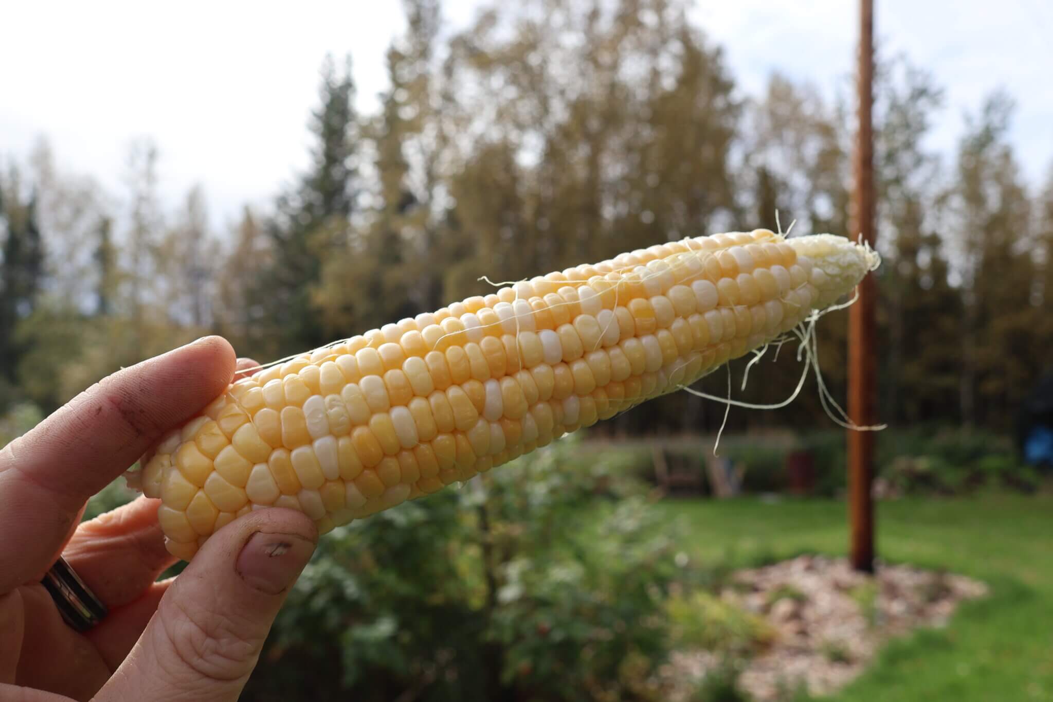 Our Subarctic Trials Of Corn In A Small Garden Continue