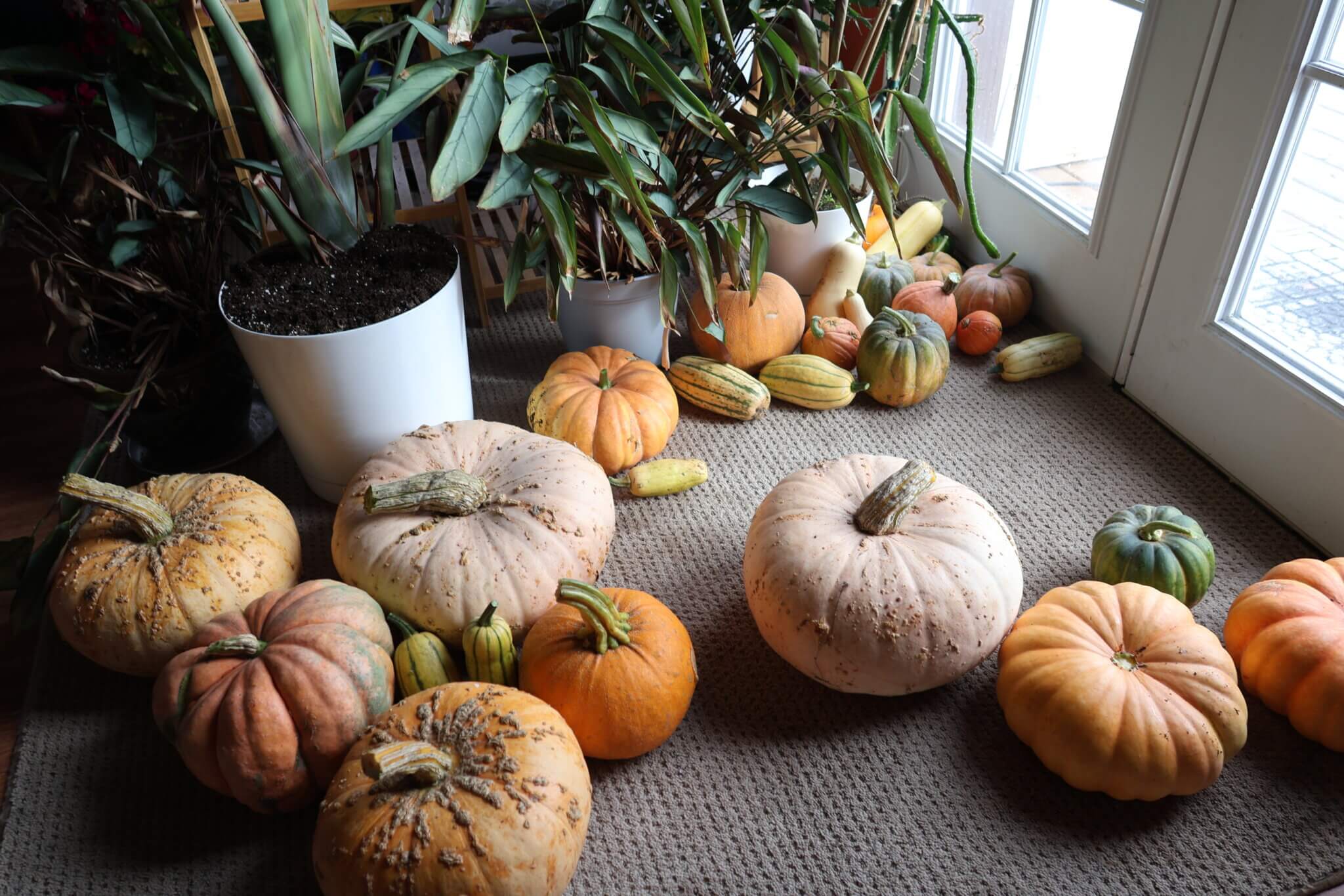 Harvesting Squash: How To Harvest, Cure & Preserve Squash For The Long Haul