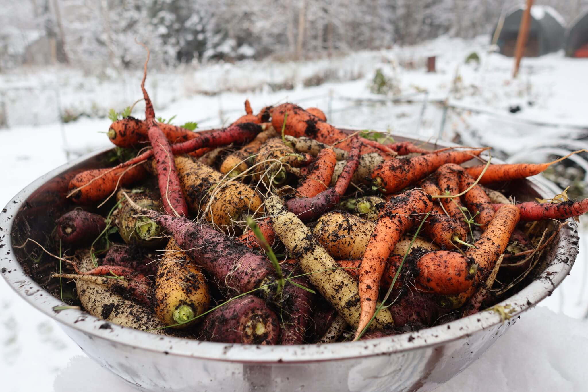 Late Season Carrot Strategy & Preservation Methods